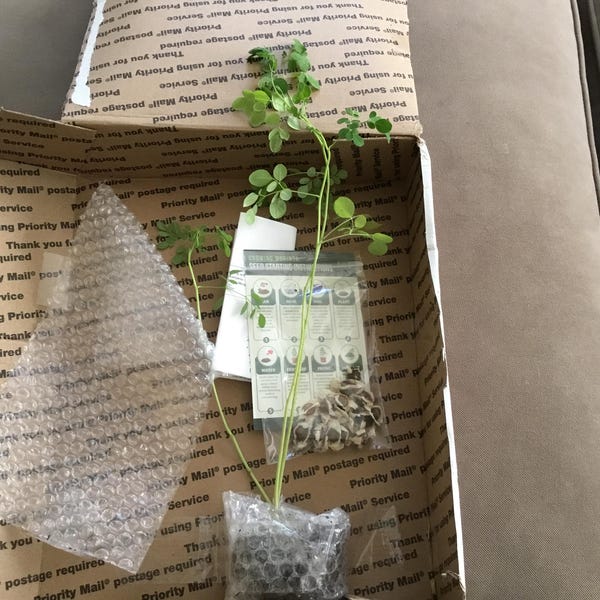 Moringa Oleifera Seeds - Drumstick Seeds - Malunggay Seeds - Miracle ...