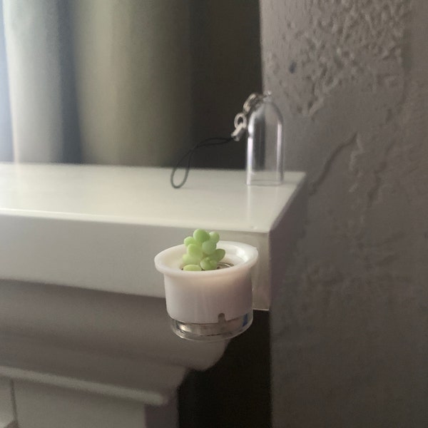 Baby Baobab Cactus - Miniature Live Terrarium Plant, Boo-boo Plant - Etsy