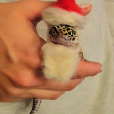 Leopard Gecko and Other Lizard Hats - Etsy