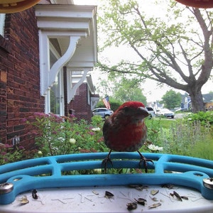 Deluxe Double Perch Add-on With Screw Mounts for Suet Ball & - Etsy