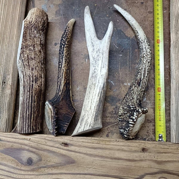 1 Kg / Sizes From 10-50 Cm / 2-20 Pieces / Natural Red Deer Antlers ...