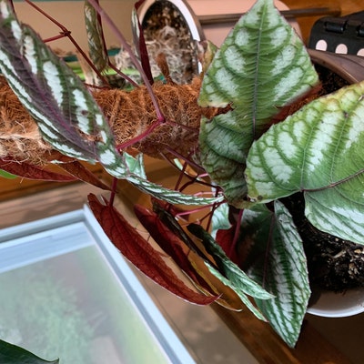 Cissus Discolor Javana Climbing Rex Bogonia 8 Inch Hanging - Etsy