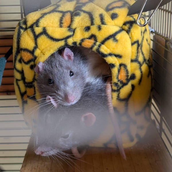 Pet Cargo Net for Cage Pet Rat Toy Accessories, Climbing Net, Fall ...