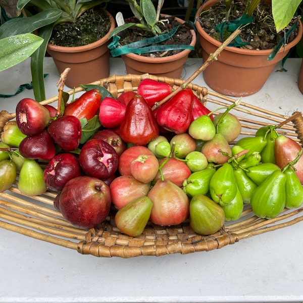 Unique Panama Embera Woven Bird Mask Folk Art - Etsy