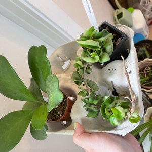 Hoya Kicki Hoya Hybrid Rooted Plant Shipped in 2.5 Pot - Etsy