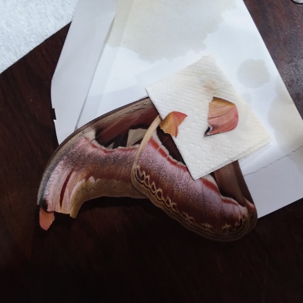 Attacus Atlas Moth Papered Specimen MALE and FEMALE Spcimens, Real ...