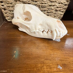 10 Deer Distal Phalanx Bones Phalanges Knuckle Bones | Etsy