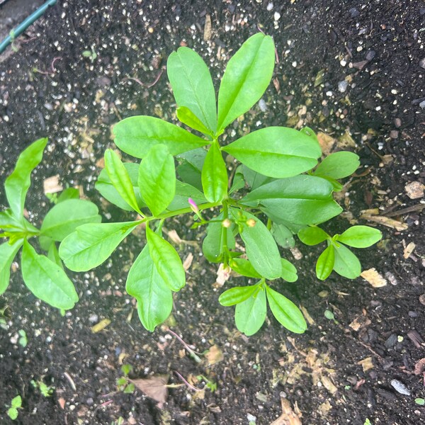 400 Organic Seeds of Waterleaf Gbure, Mgbolodi and Ebe Dondon, Talinum ...