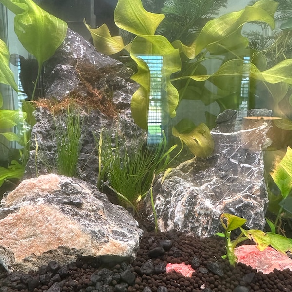 Black Seiryu Stone From Japan – for Aquascapers Aquarium Planted Fish ...