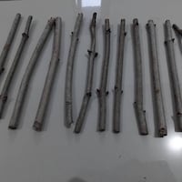 100 japanische Quittensamen. 100 frische Samen Chaenomeles japonica ...