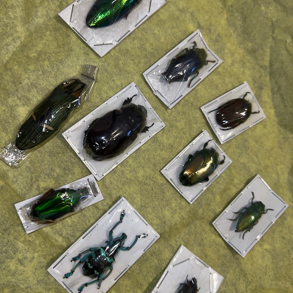 Beetle Mounting Kit for Beginners, With Real Beetles and Tools - Etsy