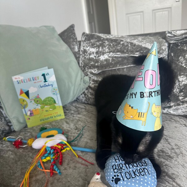 Cat Toy and Treat Gift Box, Cat and Kitten Hamper, Cat Pamper Box ...