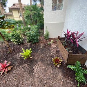 Bromeliad Neoregelia 'supernova' - Etsy