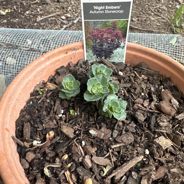 Sedum 'night Embers' - 3 Pack Bare-root Plant (grade #1) - Etsy