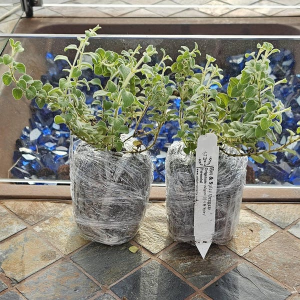 Curry Leaf Tree (sweet Neem) Live Plant - Etsy