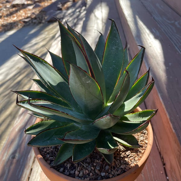 Blue Glow Agave | 3 Gallon | Live Succulent Plant | Cactus | Indoor ...