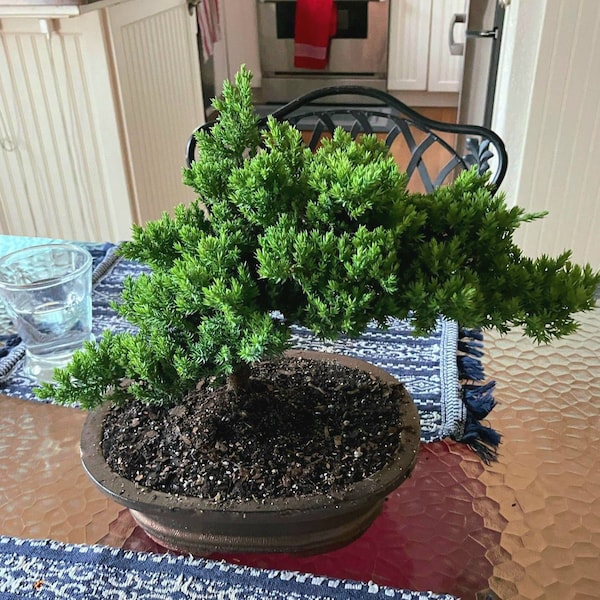 4yr Old Juniper Bonsai Live Tree Gift for Garden Lover Gift for ...