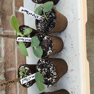 USA SELLER Obsession Sweet Corn 25 Seeds Heirloomzea Mays - Etsy