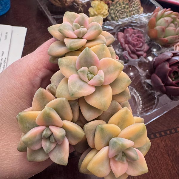 Mix Rare Live Succulent Plants Advanced Level Blind Box, 2-3.5 Random ...
