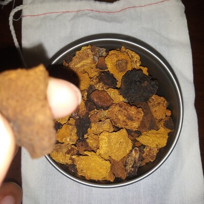 Chaga Tea, Maine Chaga Mushroom Tea, Inonotus Obliquus, Chaga Chunks ...