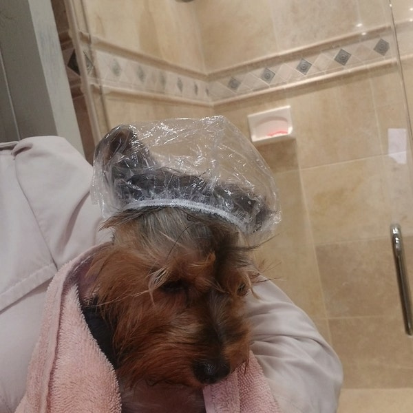 Kotomoda Shower Caps for Sphynx Cats and Small Pets 20pcs in a Tin Box ...