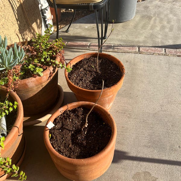 Cascade Harvest Red Raspberry- Very Large Firm Berries, Very Good ...