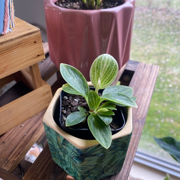 Philodendron Birkin Galaxy Starter Plant (ALL STARTER PLANTS Require ...