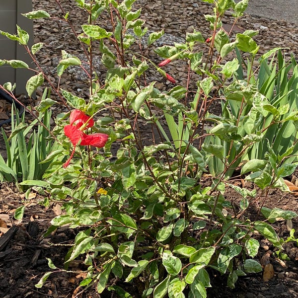 Jatropha Integerrima Red Peregrina Spicy Jatropha Standard Tree Form 10 ...