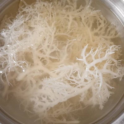 Wildcrafted Sea Moss From St.lucia Organic Sea Moss Natural Seamoss 4oz ...