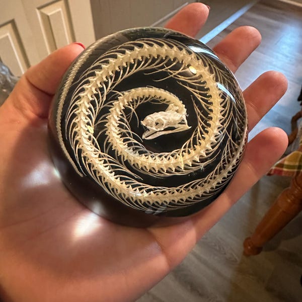 Snake Skeleton in Resin Dome, Oddities Decor, Curiosities - Etsy