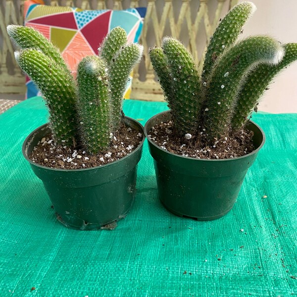 Rhipsalis Baccifera Subs. Horrida Mouse Tail Cactus 2 Inch Pot - Etsy