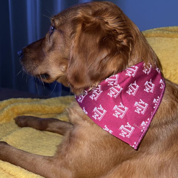 Bone Shaped Dog Pet Id Tag Silencer, Glows in the Dark - Etsy