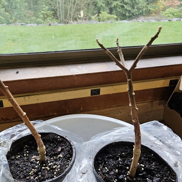 Cacao Tree Starter Plant – Live Tropical Fruit Tree (theobroma Cacao ...