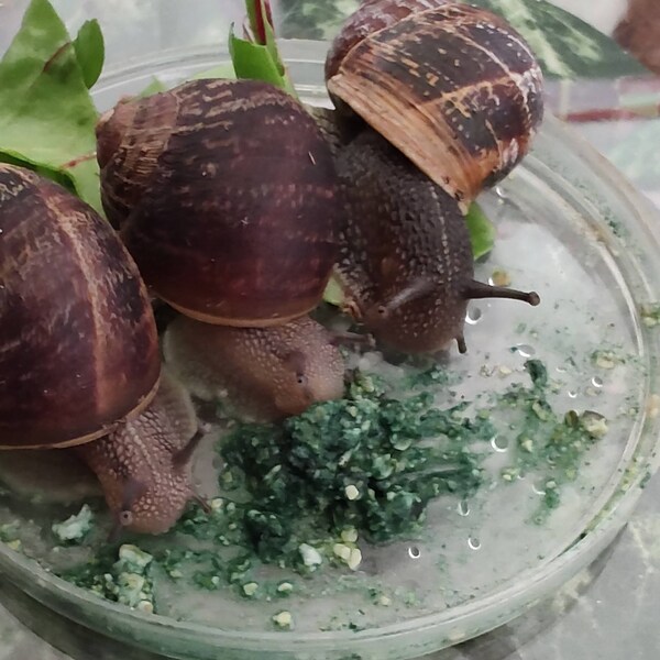 Sampler Pack #1 - Multiple Flavors of Snail Food - Protein Based Snail ...