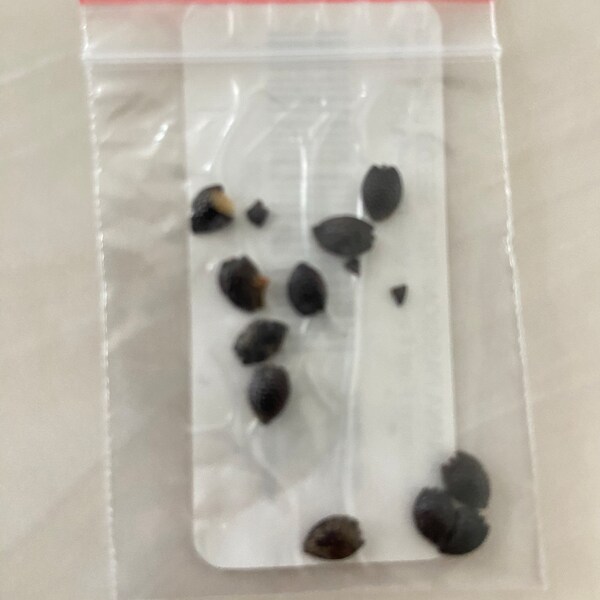 10 Banana Passionfruit Seeds (passiflora Softest) Fast Flower Vine ...