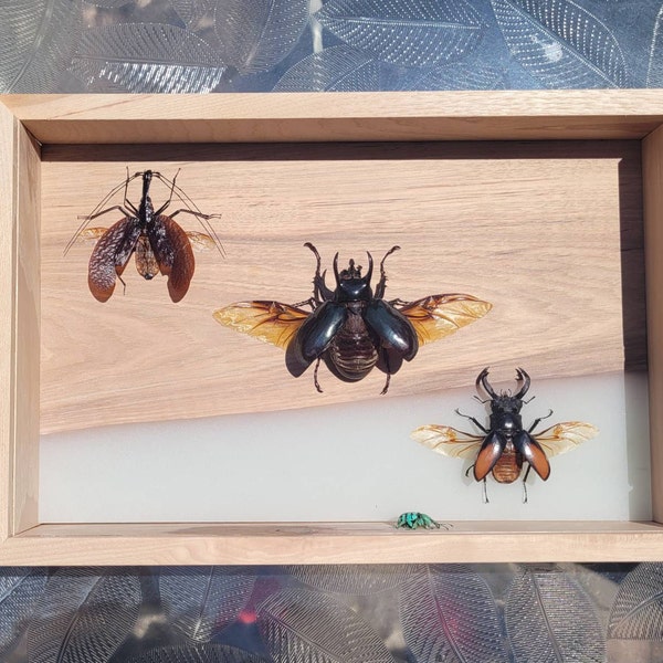 Complete Beetle Mounting Kit - Beetle Spreading and Pinning Kit ...