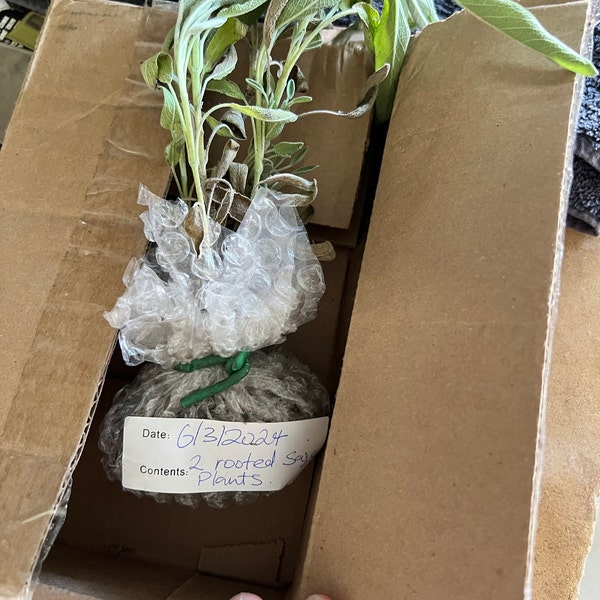 Grand Nain 'naine' Banana Tree (2yrs Old) - Etsy