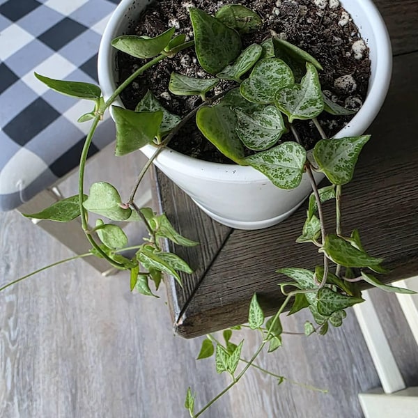 String of Turtles, 4 Inch Hanging Basket, Peperomia Prostrata, Turtle ...