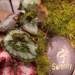 25 Bleached Bunny Tails Or-chocolate Bunny Tails-dried Floral | Etsy