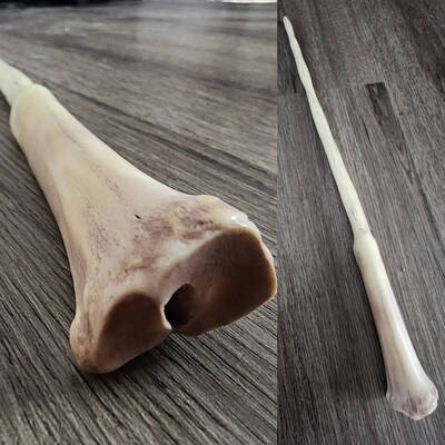 Mummified Scorpion Shadow Box - Etsy