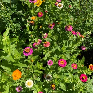 Calendula Officinalis Fancy Mix Heirloom Seeds Flower Seeds - Etsy