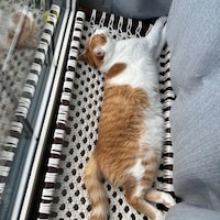 Macrame Floor Pet Bed | Wood | Handmade Cozy for Cats, Dogs & Bunnies ...