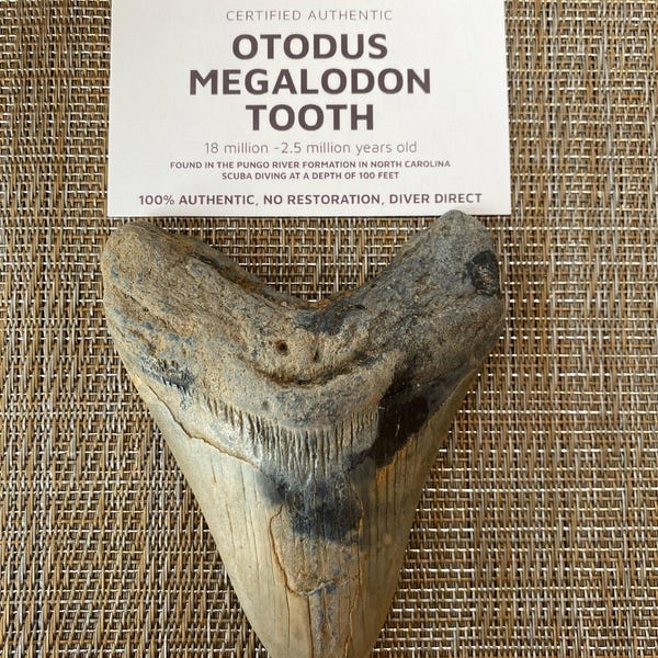 Megalodon Tooth - 3.65 Inches. Real Fossil Megalodon Shark Tooth ...