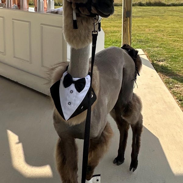 Dog Cuffs, Custom Dog Tuxedo Cuffs for Wedding, Dog Wedding Accessory ...