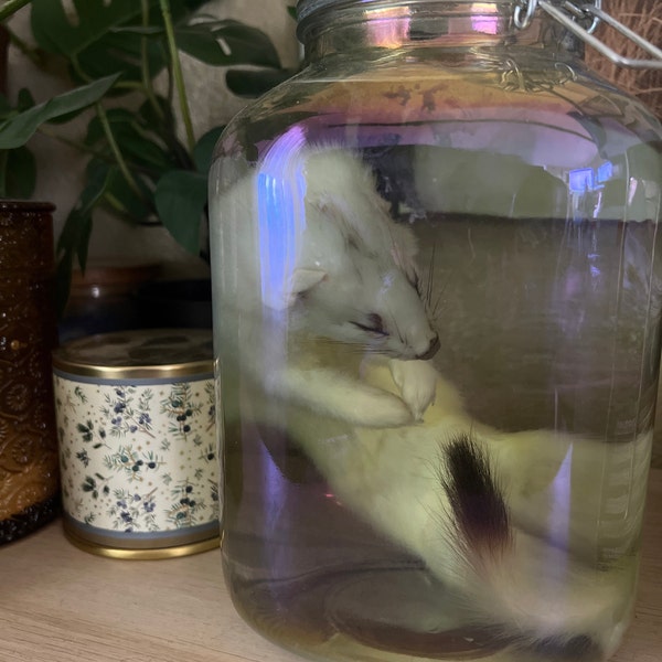 Mummified Rabbit Specimen - Etsy