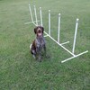 Dog Agility Weave Pole Training Guide Wires FREE SHIPPING - Etsy