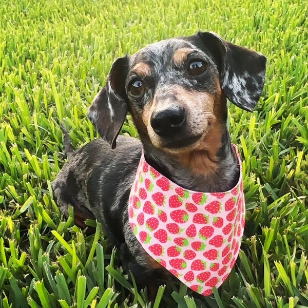 Adopt Me Reversible Snap-on Pet Bandana, Snap on Dog Bandanas, Cat ...