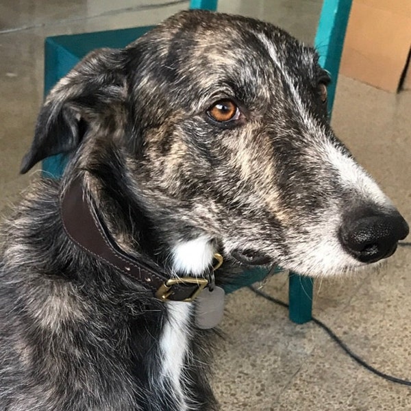 The 'willow' Lurcher Collar. Beautiful English Bridle Leather Collar ...