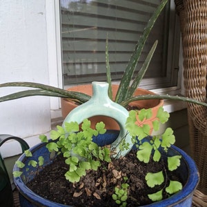 Yellow Water Spike, Olla, Plant Tender, Watering Bulb Bottle-shaped ...