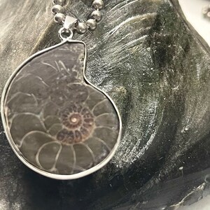 Agatized SEASHELL Fossil Wire Wrap, Jewelry Making, Fossilized Shell ...